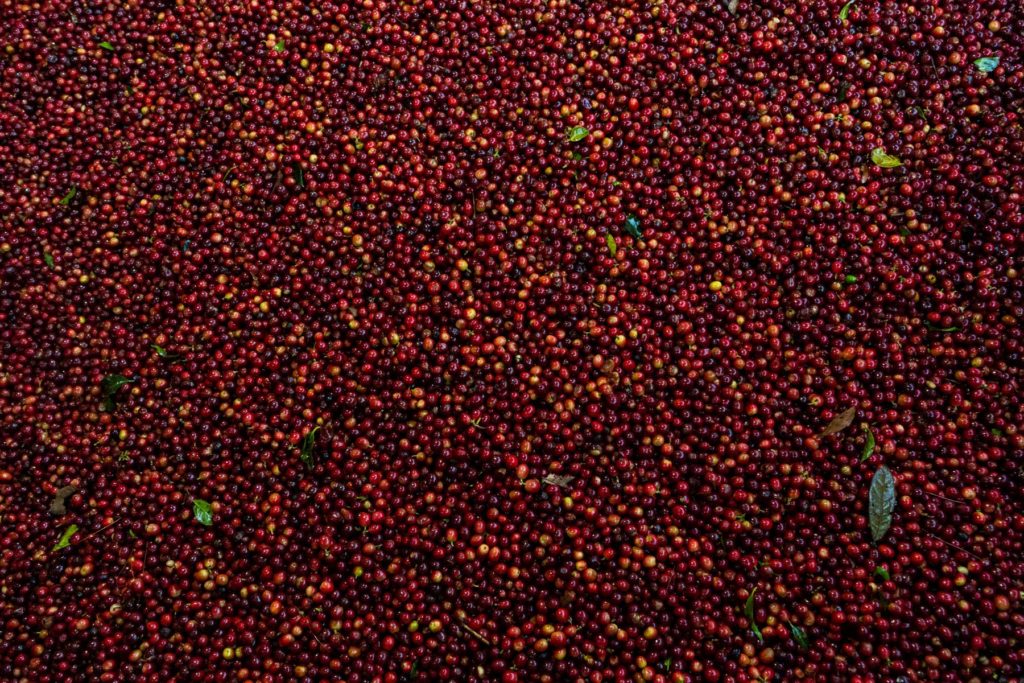 Guatemala Onà Fine Robusta Farm - Caffèlab